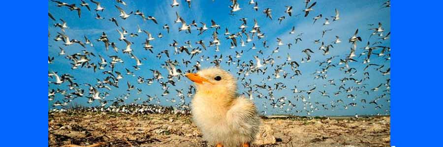 Life of Robert Edgell