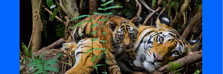 Life of Robert Edgell